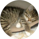 Meet the Cats – Guardian Angels Cat Rescue