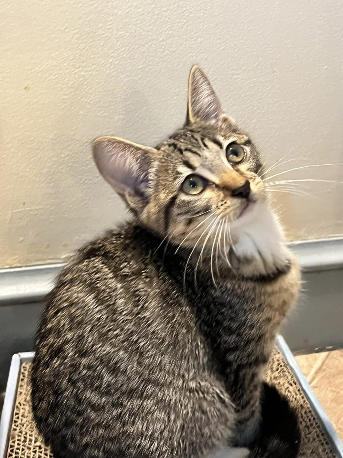 Guardian Angels Cat Rescue – Boston Metrowest cat volunteers serving ...