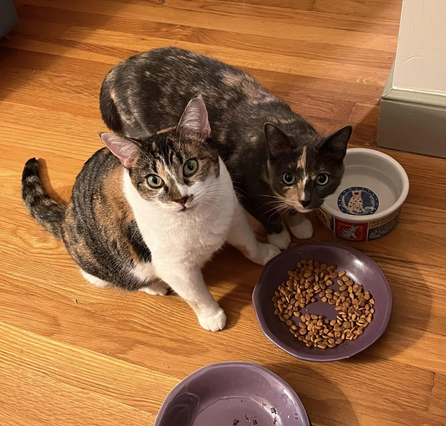 Guardian Angels Cat Rescue – Boston Metrowest cat volunteers serving ...