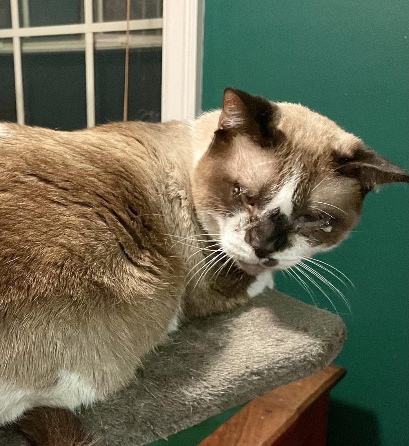 Guardian Angels Cat Rescue – Boston Metrowest cat volunteers serving ...